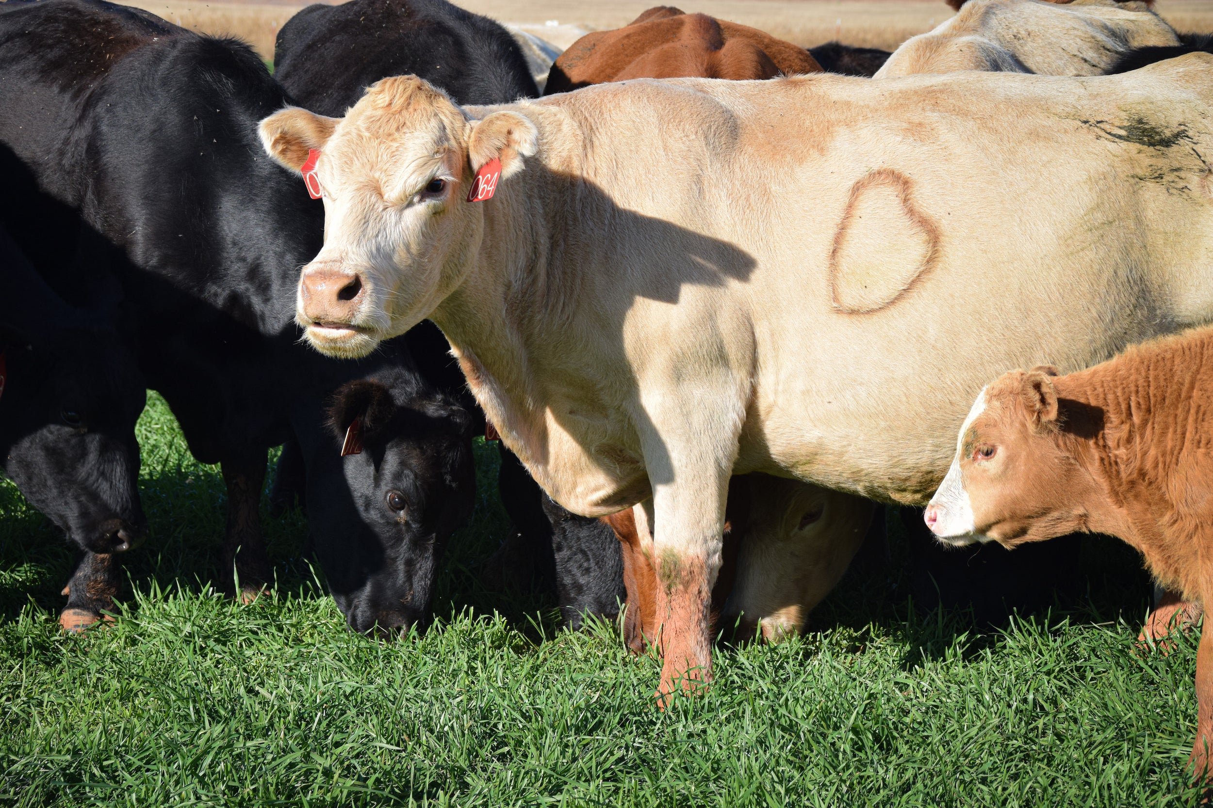 About Us – GO Farms