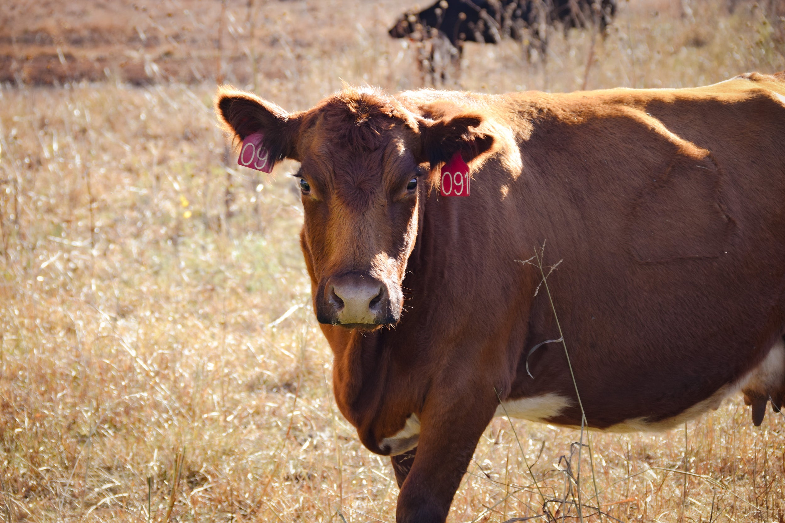 About Us – GO Farms